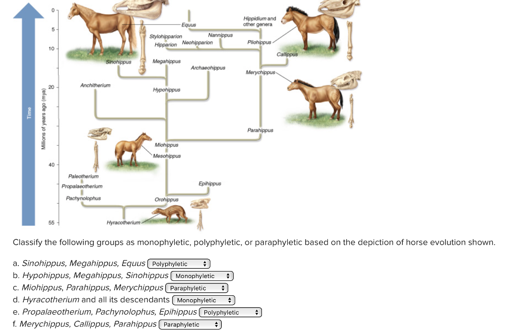 Solved Classify the following groups as monophyletic, | Chegg.com Solved Classify the following groups as monophyletic, | Chegg.com