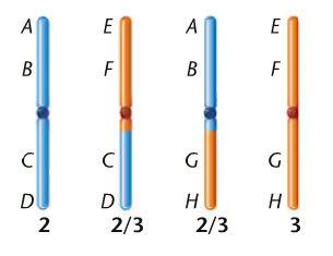 Solved A woman who sought genetic counseling is found to be | Chegg.com