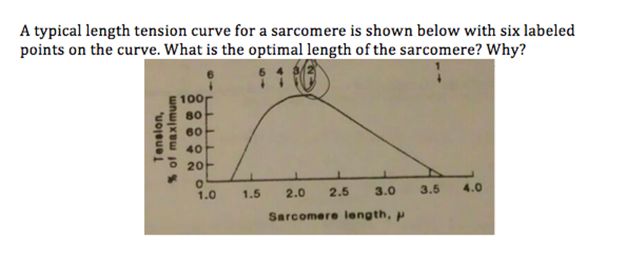 Solved A typical length tension curve for a sarcomere is | Chegg.com