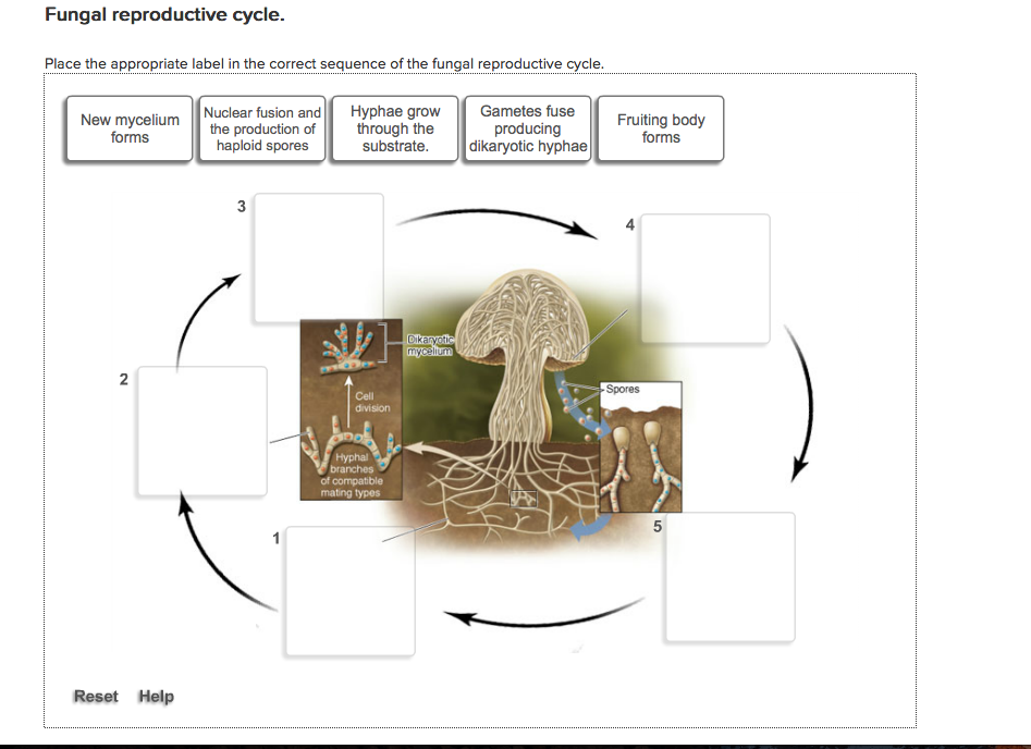Solved Fungal reproductive cycle. Place the appropriate | Chegg.com