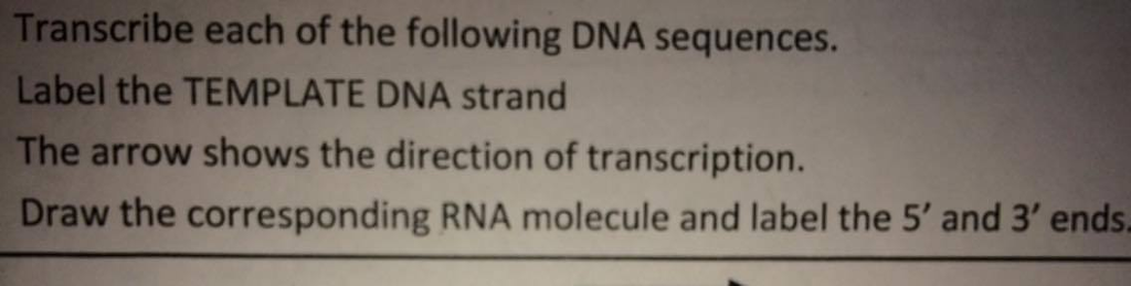 Solved Transcribe each of the following DNA sequences. Label | Chegg.com Solved Transcribe each of the following DNA sequences. Label | Chegg.com