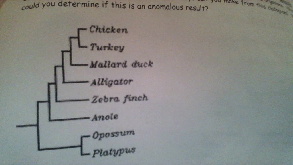 Solved below is a cladogram of a clustalw analysis that | Chegg.com