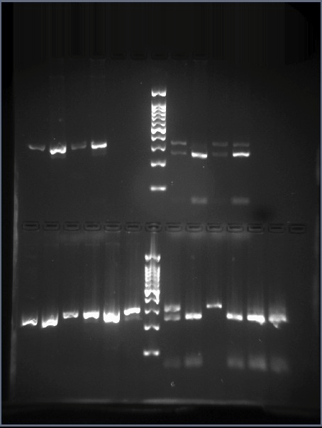 Solved CAN SOME PLEASE HELP ME INTERPRET THIS FIGURE? | Chegg.com Solved CAN SOME PLEASE HELP ME INTERPRET THIS FIGURE? | Chegg.com