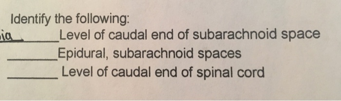 Solved Identify the following: Level of caudal end of | Chegg.com