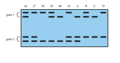 Solved Suppose that a rabbit breeder notices two individuals | Chegg.com
