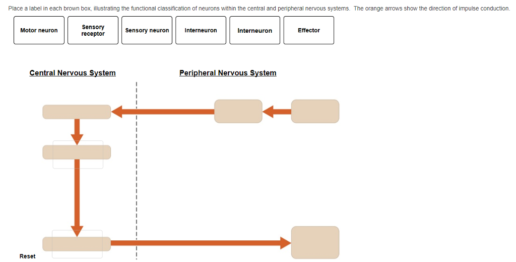 Solved Place a label in each brown box, illustrating the | Chegg.com