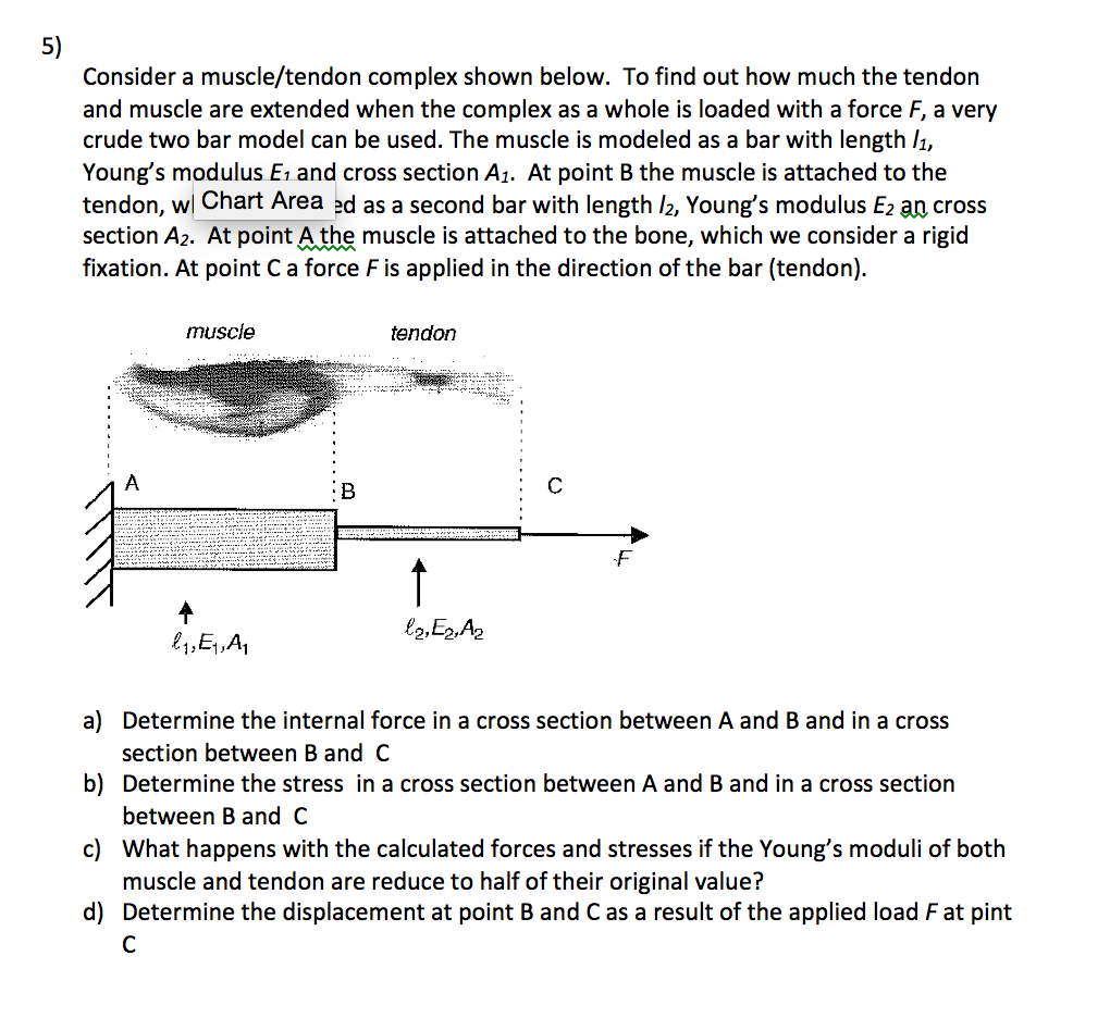 Solved 5) Consider a muscle/tendon complex shown below. To | Chegg.com