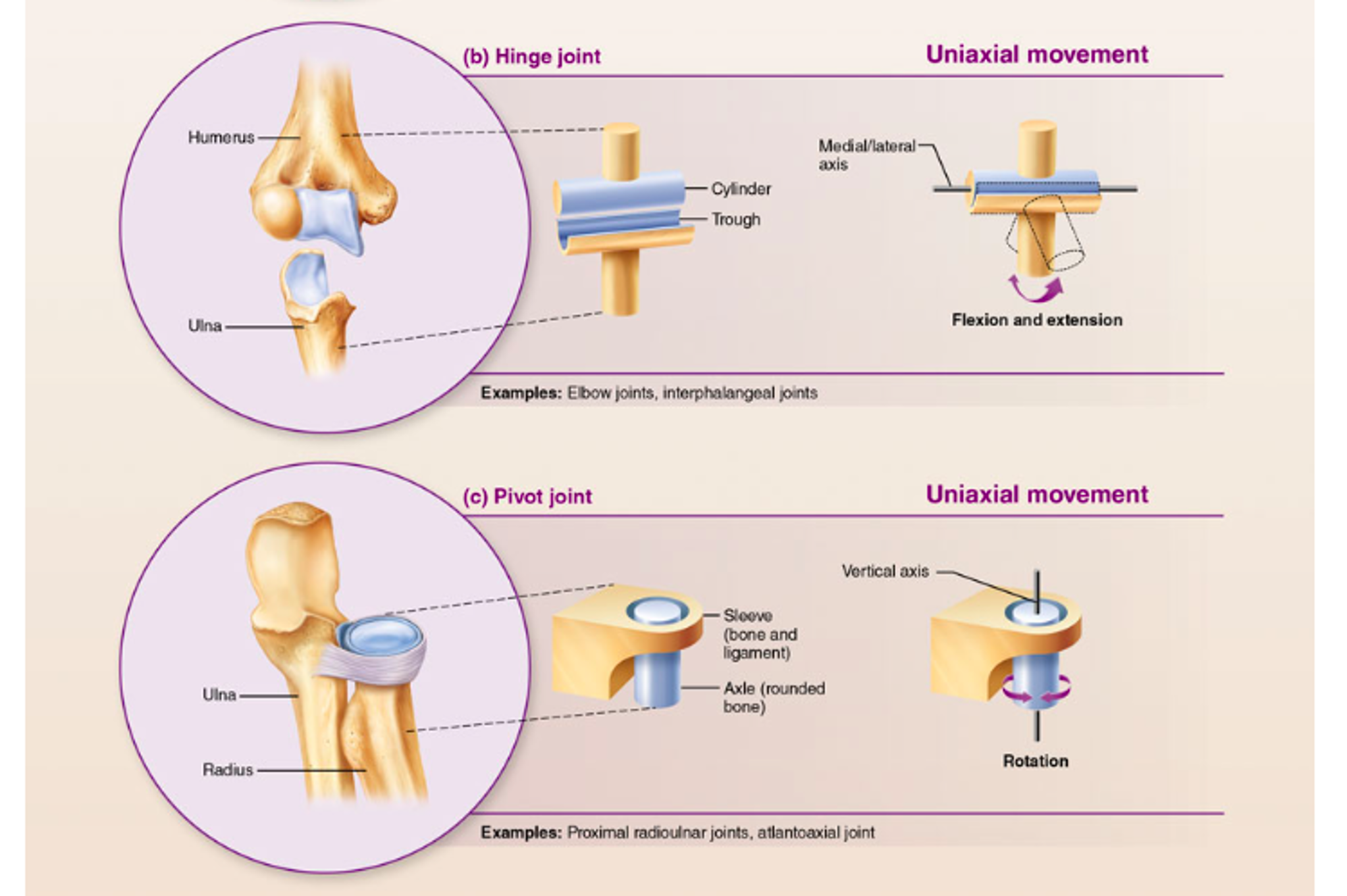 Solved Focus your attention on the section called Uniaxial | Chegg.com
