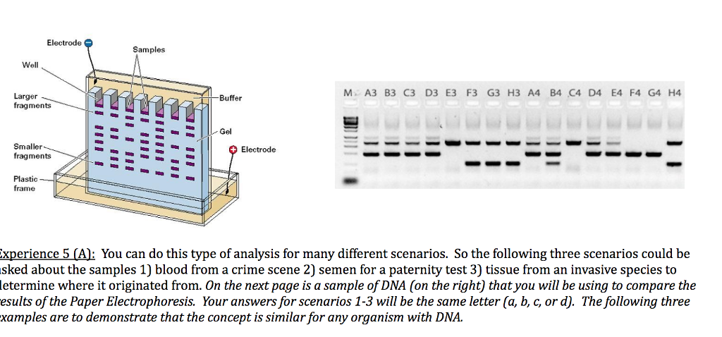Electrode Samples Well M A3 B3 C3 D3 E3 F3 G3 H3 A4 | Chegg.com