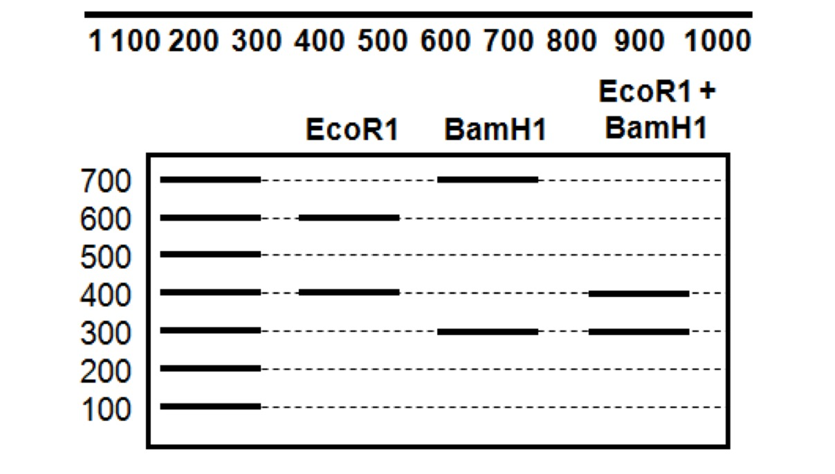Solved 4. The restriction map shows a digestion of a 1 kb | Chegg.com
