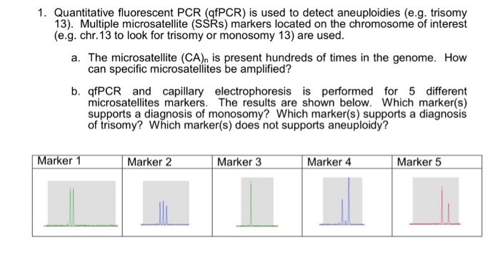 Solved Quantitative fluorescent PCR (qfPCR) is used to | Chegg.com