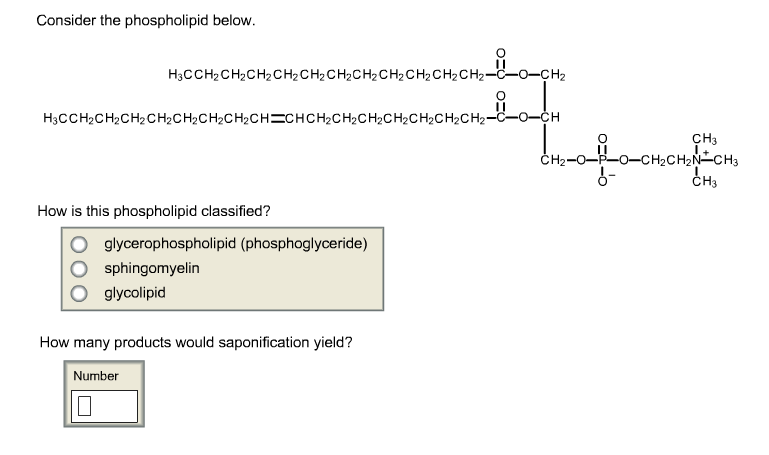 Solved Consider the phospholipid below. How is this | Chegg.com
