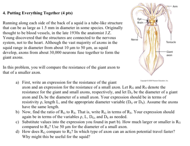Solved Running along each side of the back of a squid is a | Chegg.com