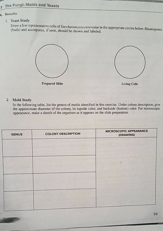Solved 7 The Fungi: Molds and Yeasts . Results 1. Yeast | Chegg.com