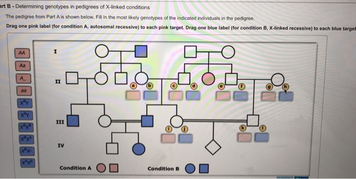 Solved Determining genotypes in pedigrees of X-linked | Chegg.com Solved Determining genotypes in pedigrees of X-linked | Chegg.com