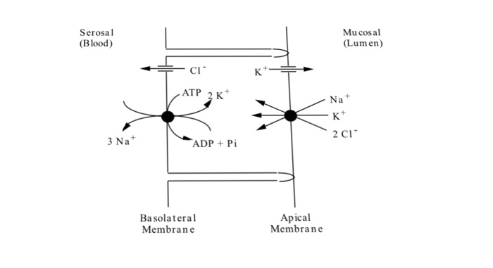 Solved 4. In the thick ascending limb of the loop of Henle, | Chegg.com