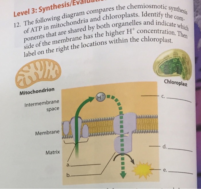 Solved The following diagram compares the chemiosmotic | Chegg.com