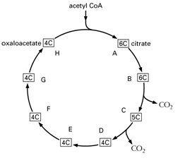 Solved The figure below is a schematic overview of the Krebs | Chegg.com