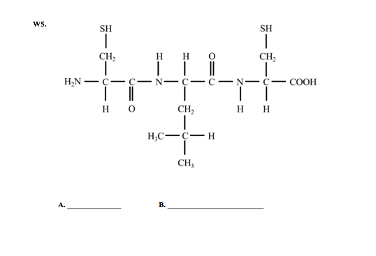 Solved S. A structure of a very short peptide (a dipeptide) | Chegg.com