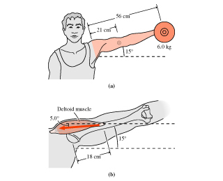 Solved The figure (a) shows an outstretched arm with a mass | Chegg.com