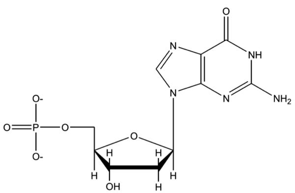 Solved Nucleotide monomers combine into the DNA polymer via | Chegg.com