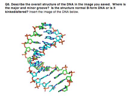 Solved Describe the overall structure of the DNA in the | Chegg.com