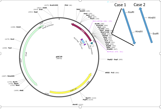 Solved a.) Briefly describe principles of colony PCR and how | Chegg.com