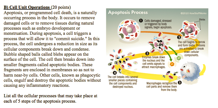 Solved Cell Unit Operations Apoptosis, or programmed cell | Chegg.com