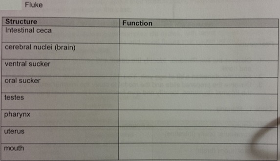 Solved Fluke Structure Intestinal ceca cerebral nuclei | Chegg.com