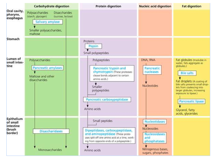Solved Carbohydrate digestion Protein digestion Nucleic acid | Chegg.com