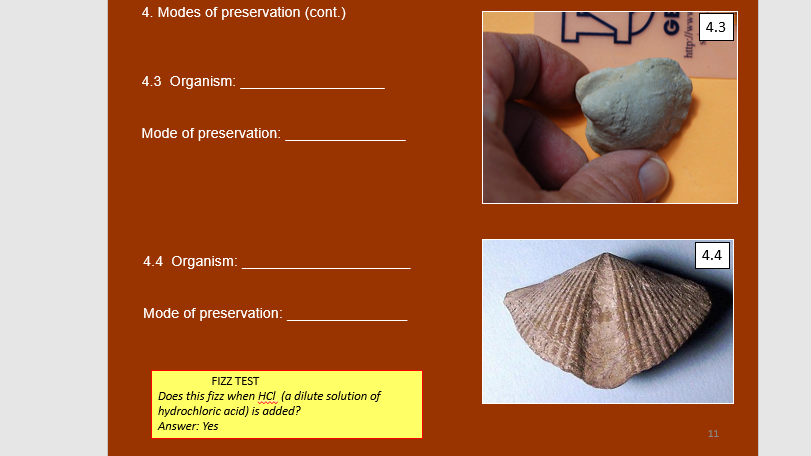 (Solved) - dentify the Modes of Preservation and the Organism ...