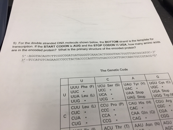 Solved For the double stranded DNA molecule shown below, the | Chegg.com