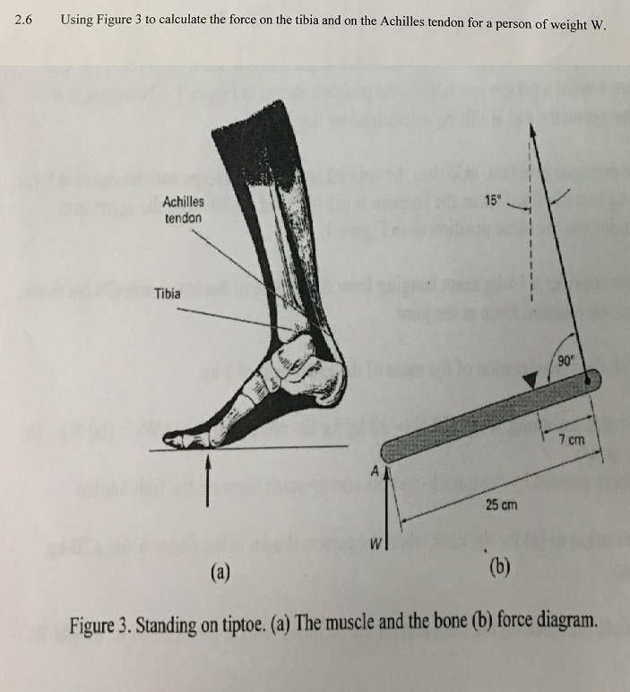 Solved Using Figure 3 to calculate the force on the tibia | Chegg.com