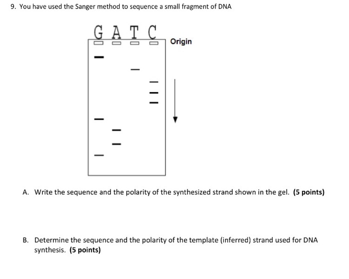 Solved You have used the Sanger method to sequence a small | Chegg.com