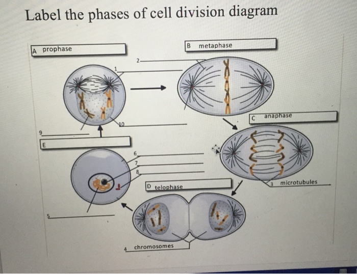 Solved Label the phases of cell division diagram | Chegg.com
