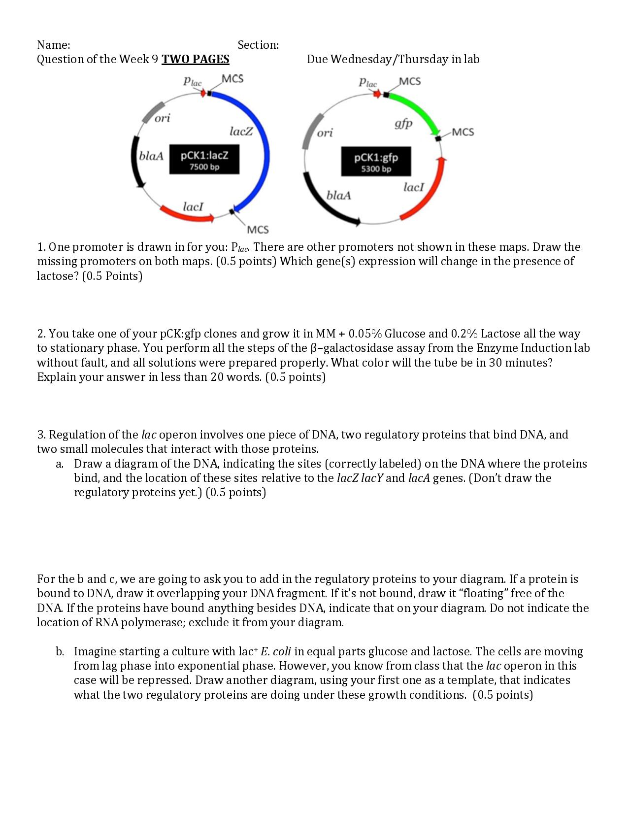 Solved One promoter is drawn in for you: P/lac. There are | Chegg.com