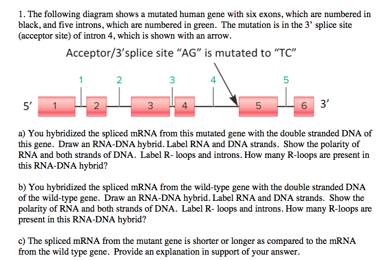 Solved 1. The following diagram shows a mutated human gene | Chegg.com
