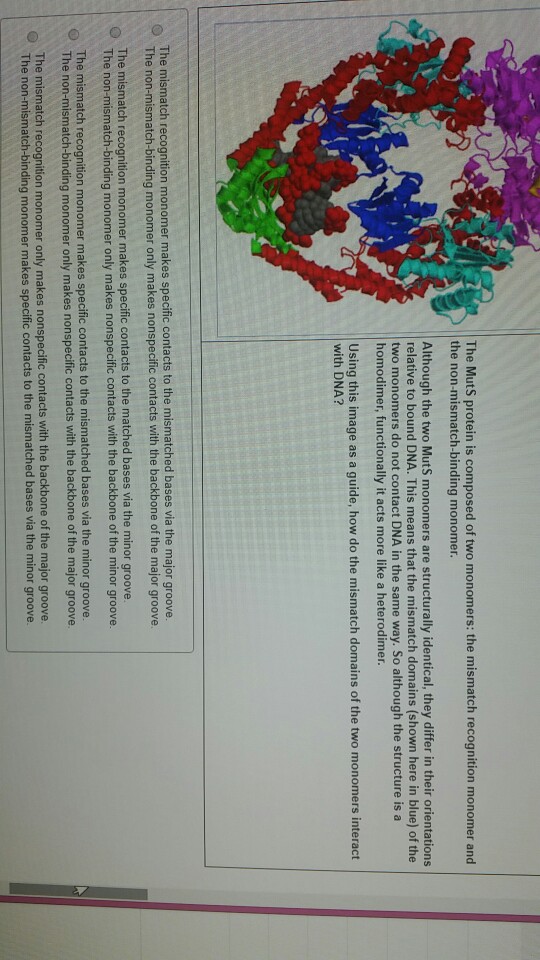 Solved The MutS protein is composed of two monomers: the | Chegg.com