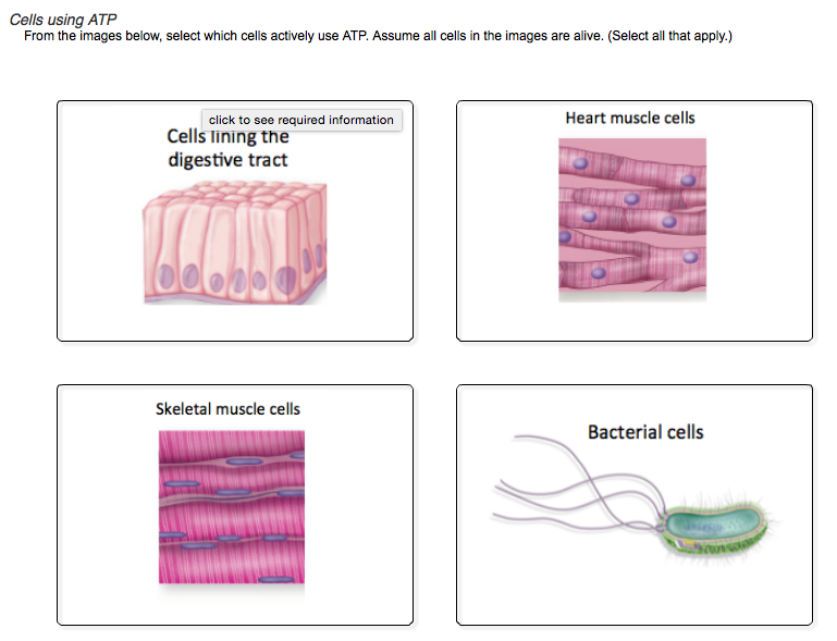 Solved Cells using ATP From the images below, select which | Chegg.com