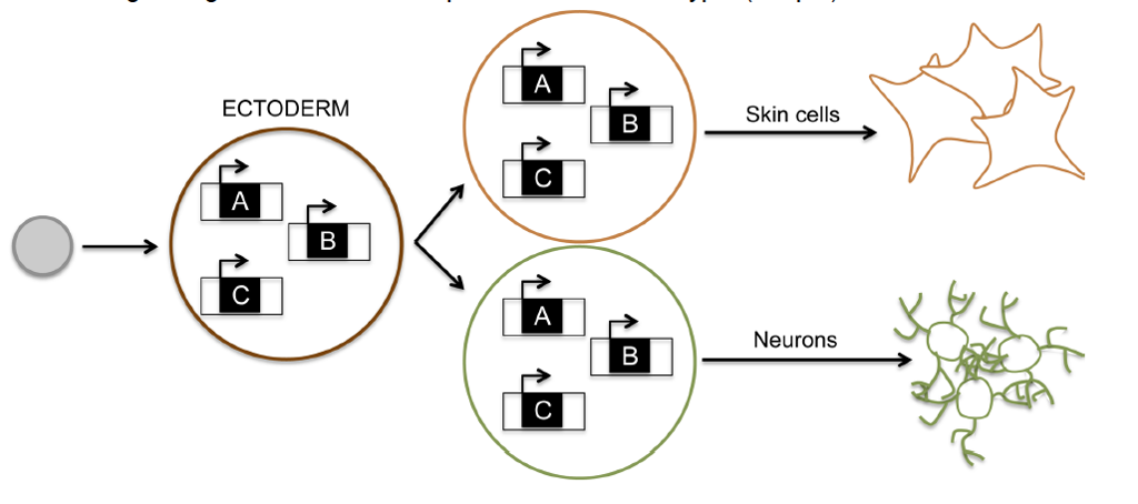 Solved A developmental biologist is studying how unspecified | Chegg.com