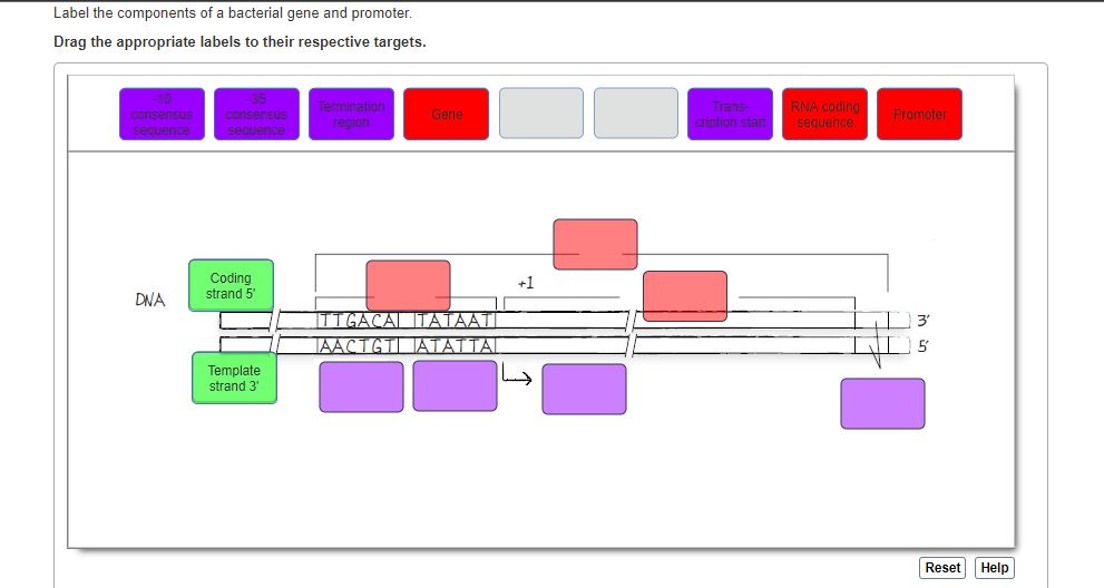Solved Label the components of a bacterial gene and promoter | Chegg.com