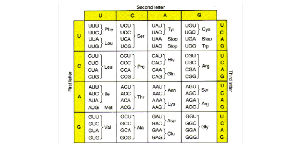 Solved The diagram below represents the sequence of bases of | Chegg.com