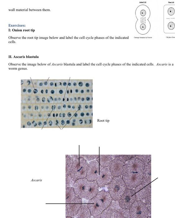 Observe the root tip image below and label the cell | Chegg.com