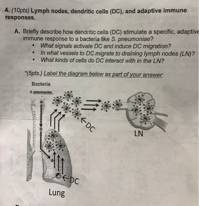 Solved Lymph nodes, dendritic cells (DC), and adaptive | Chegg.com
