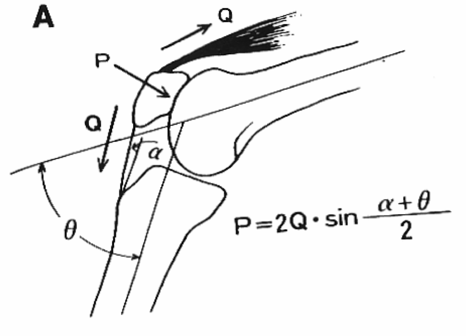 Solved Biomechanics Question: Prove P P= 2Q. sin a+theta/2 | Chegg.com