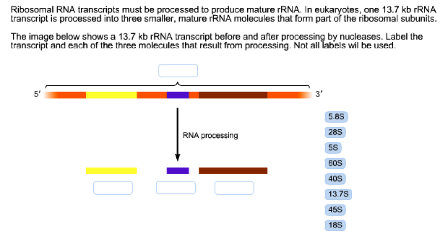 Solved Ribosomal RNA transcripts must be processed | Chegg.com