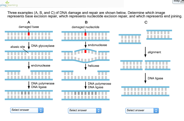 Solved Three examples (A, B, and C) of DNA damage and repair | Chegg.com