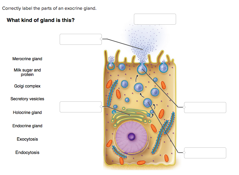 Solved Correctly label the parts of an exocrine gland. What | Chegg.com