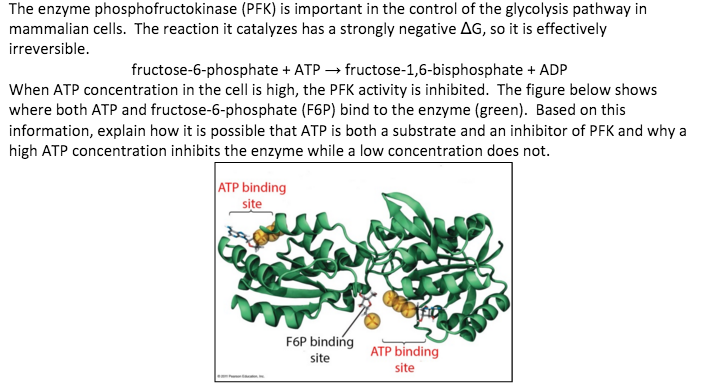 Solved The enzyme phosphofructokinase (PFK) is important in | Chegg.com