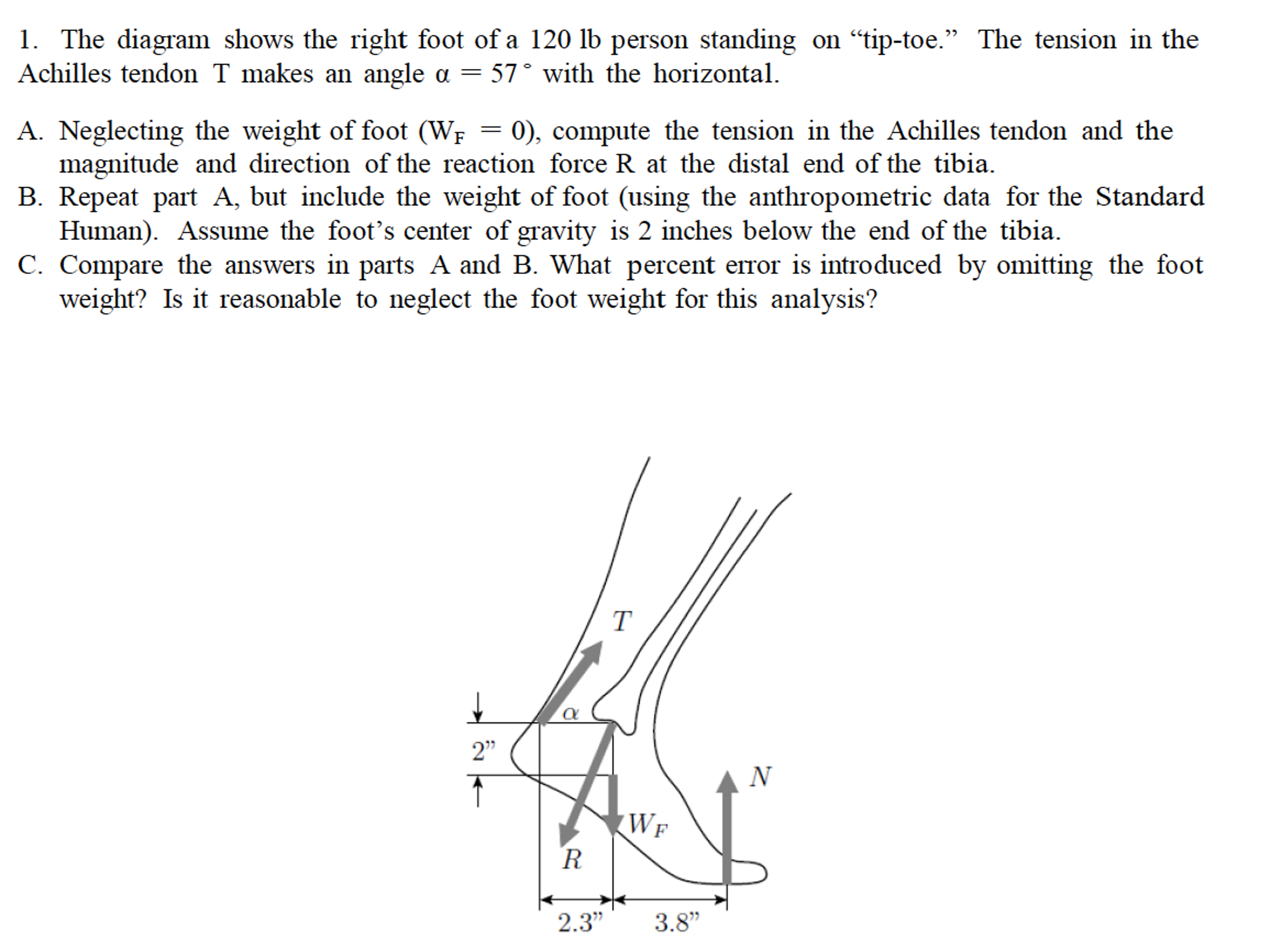 Solved The diagram shows the right foot of a 120 lb person | Chegg.com
